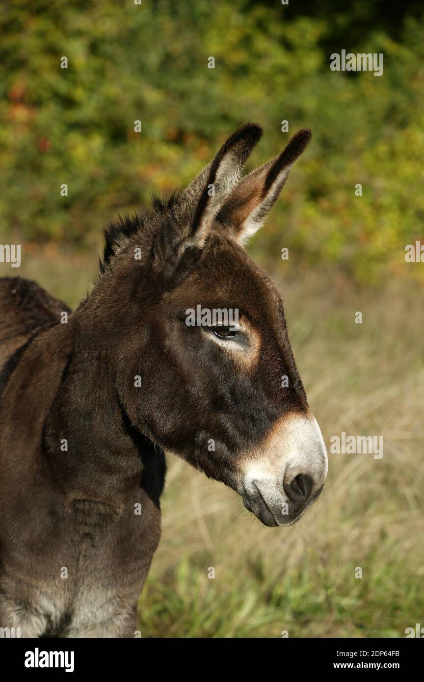 Normandy donkey hi-res stock photography and images - Alamy