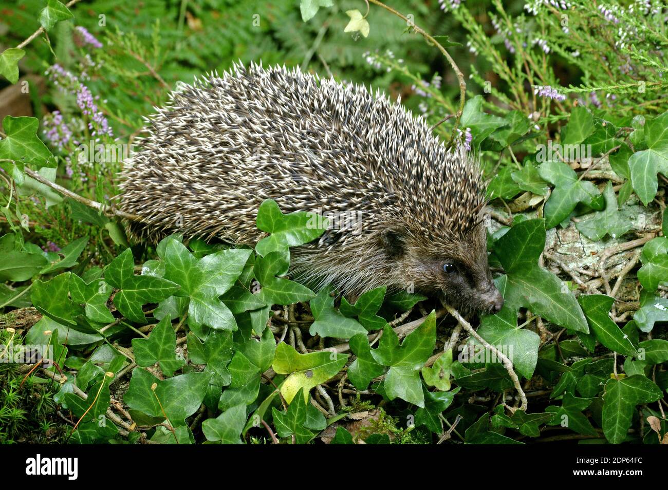 European Hedgehog, erinaceus europaeus, Normandy Stock Photo - Alamy