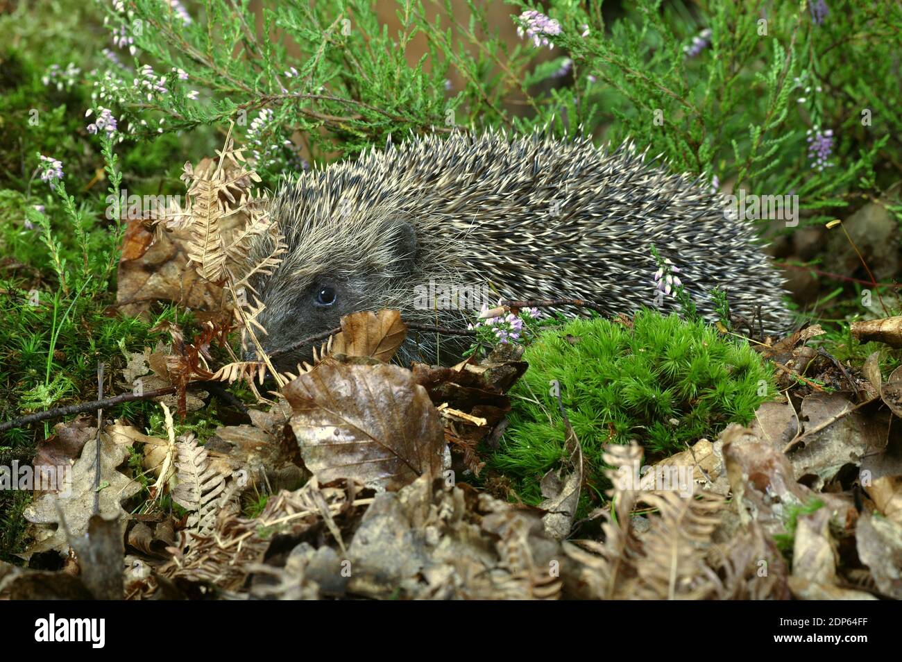 European Hedgehog, erinaceus europaeus, Normandy Stock Photo - Alamy