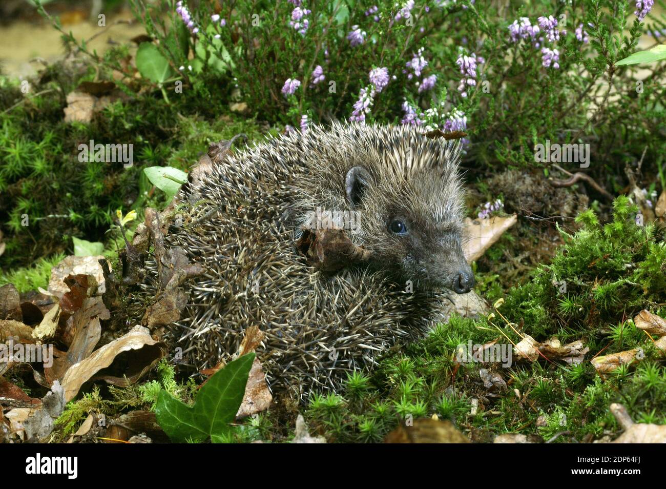 European Hedgehog, erinaceus europaeus, Normandy Stock Photo - Alamy