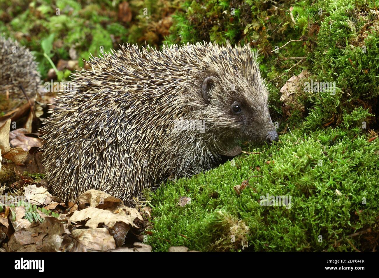 European Hedgehog, erinaceus europaeus, Normandy Stock Photo - Alamy