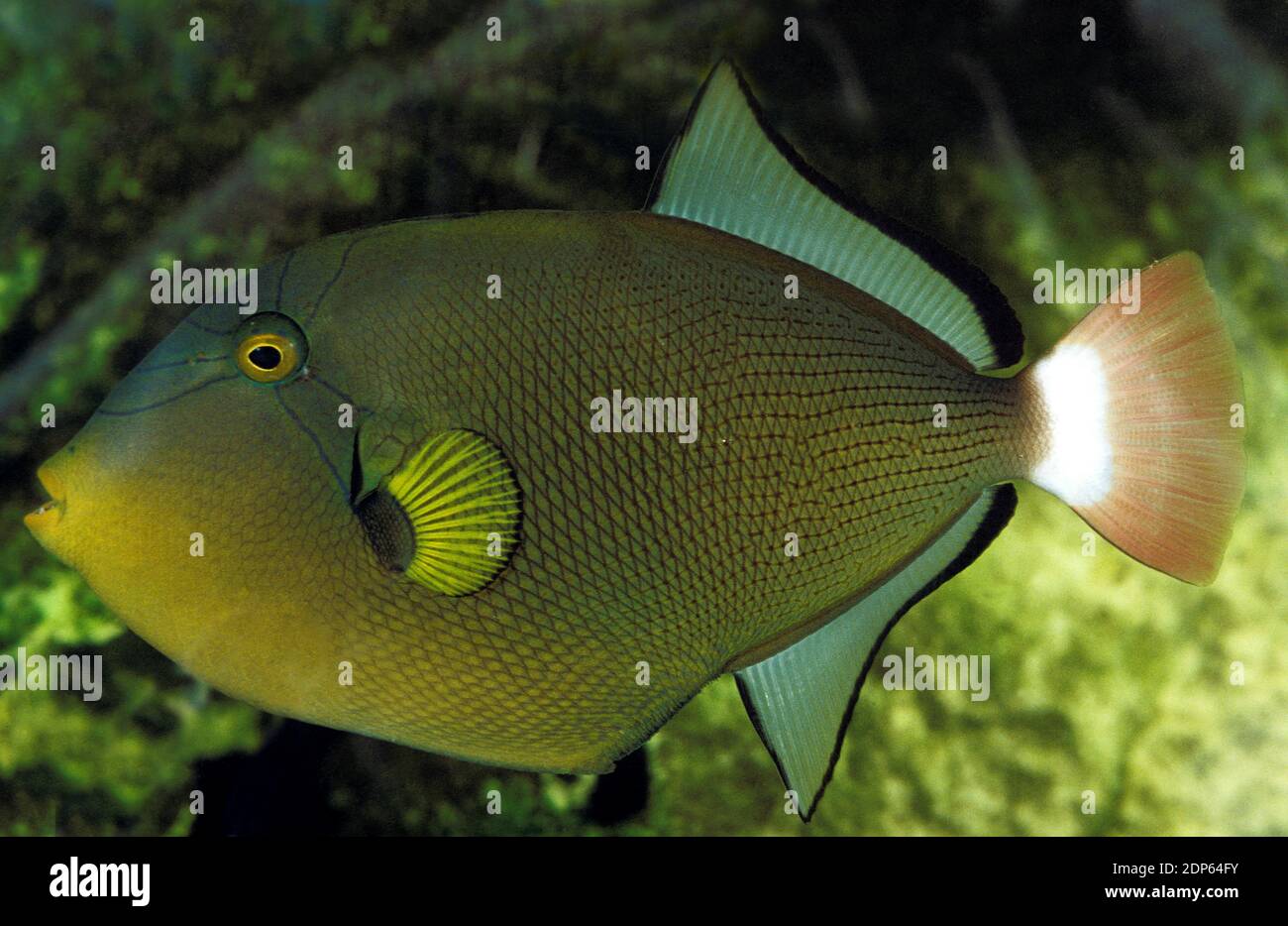 Pinktail Triggerfish, melichthys vidua Stock Photo - Alamy