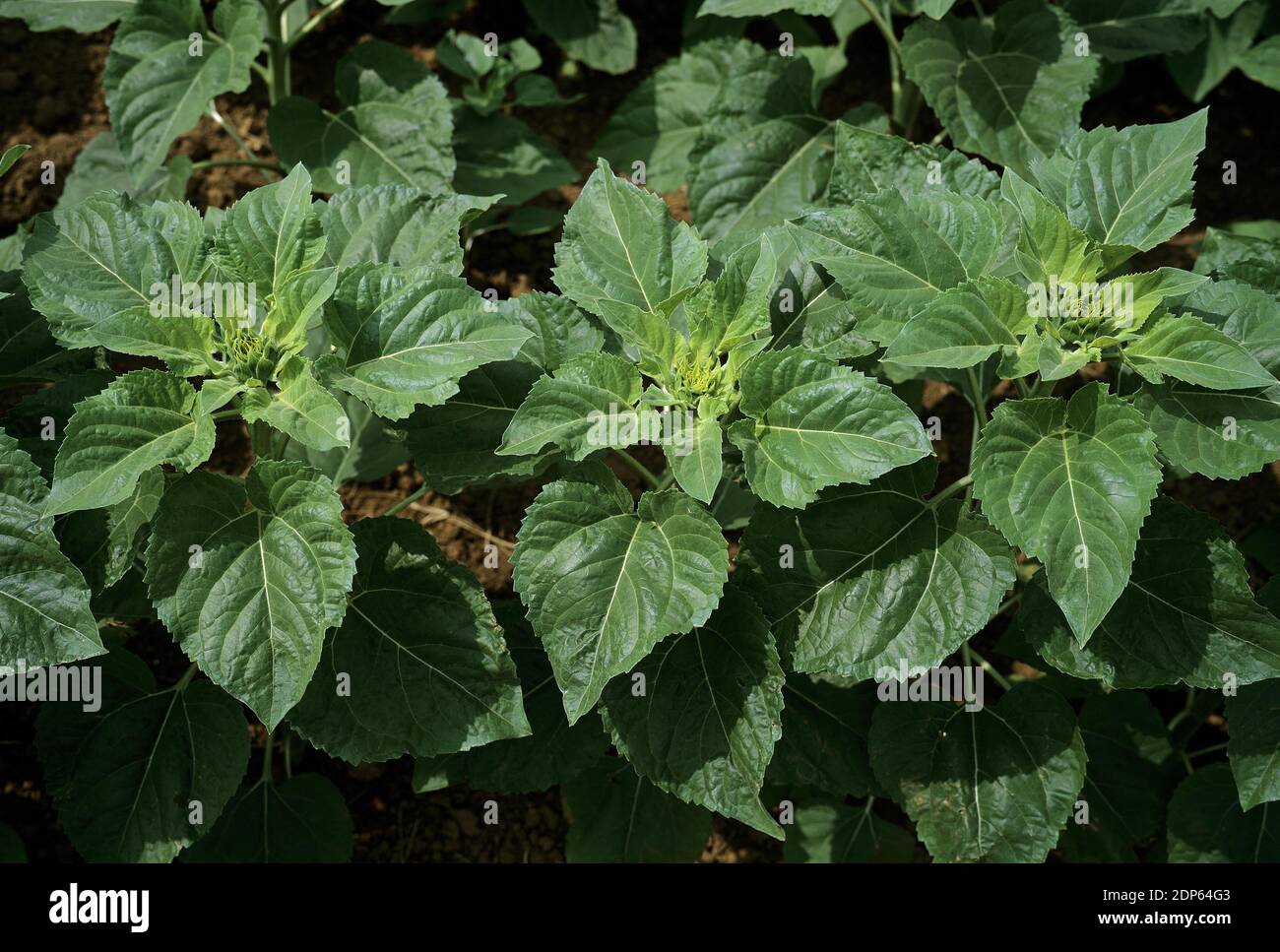 Sunflower, helianthus sp Stock Photo - Alamy