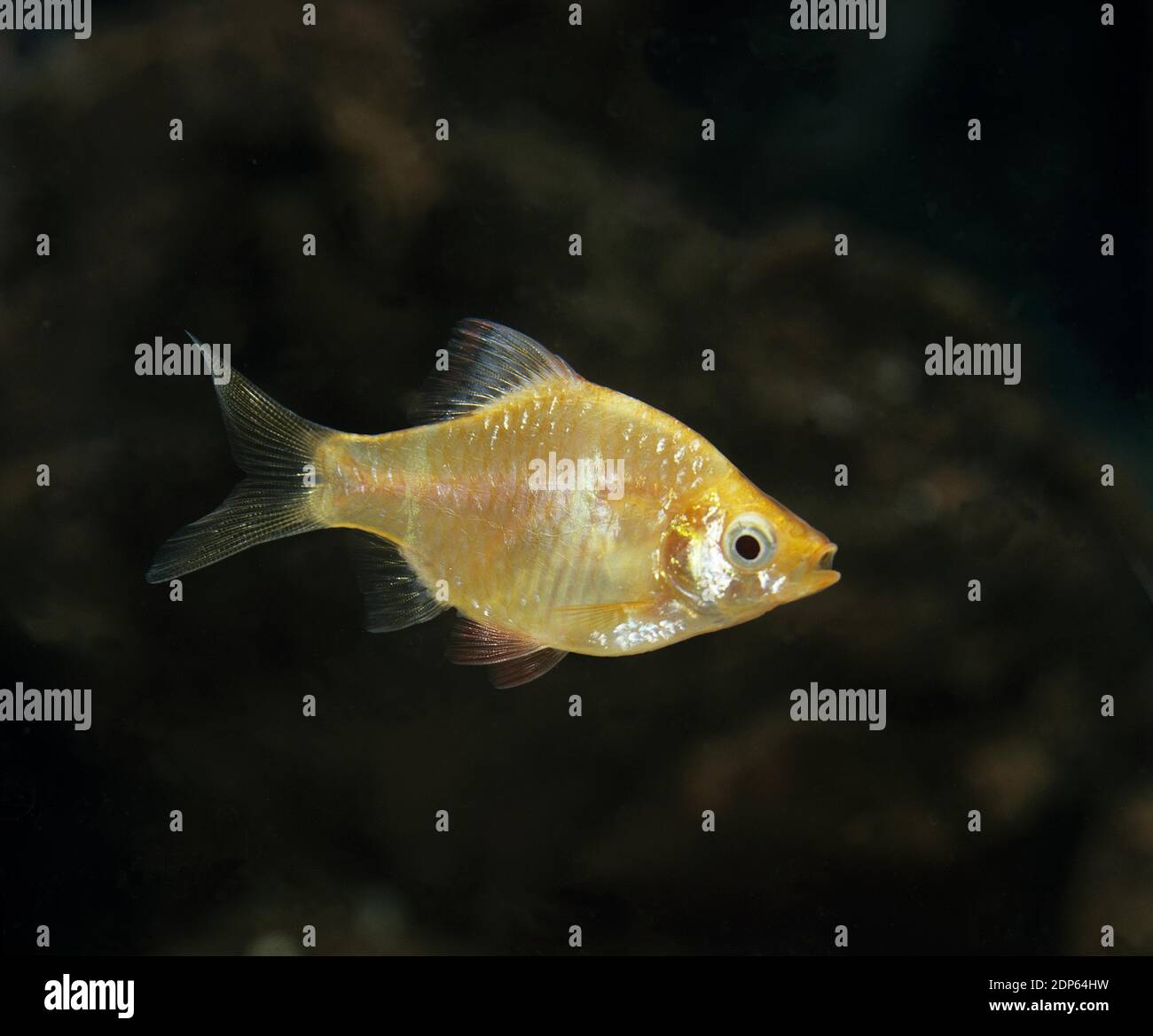 Gold Tiger Barb
