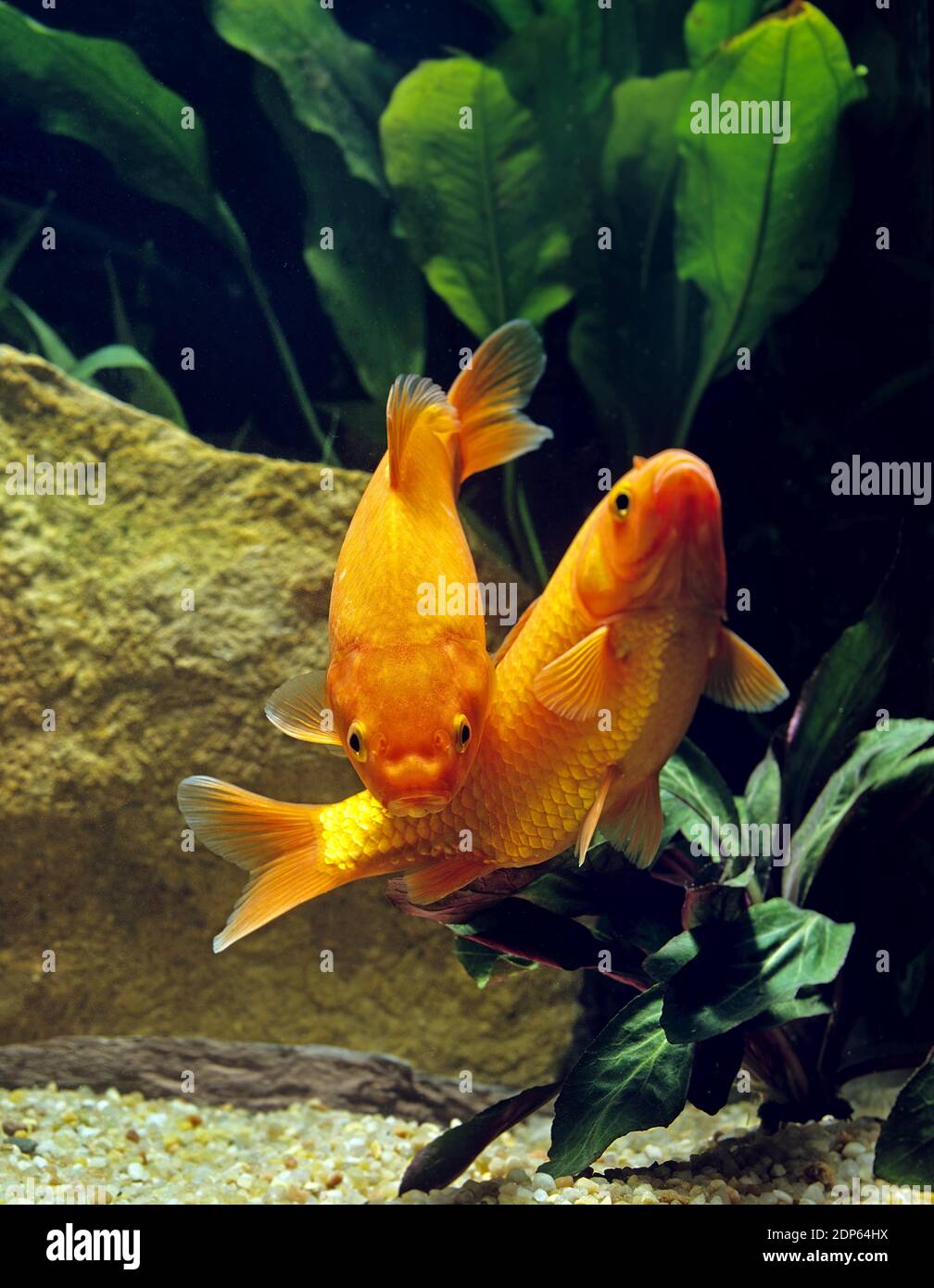 Goldfish, carassius auratus Stock Photo - Alamy