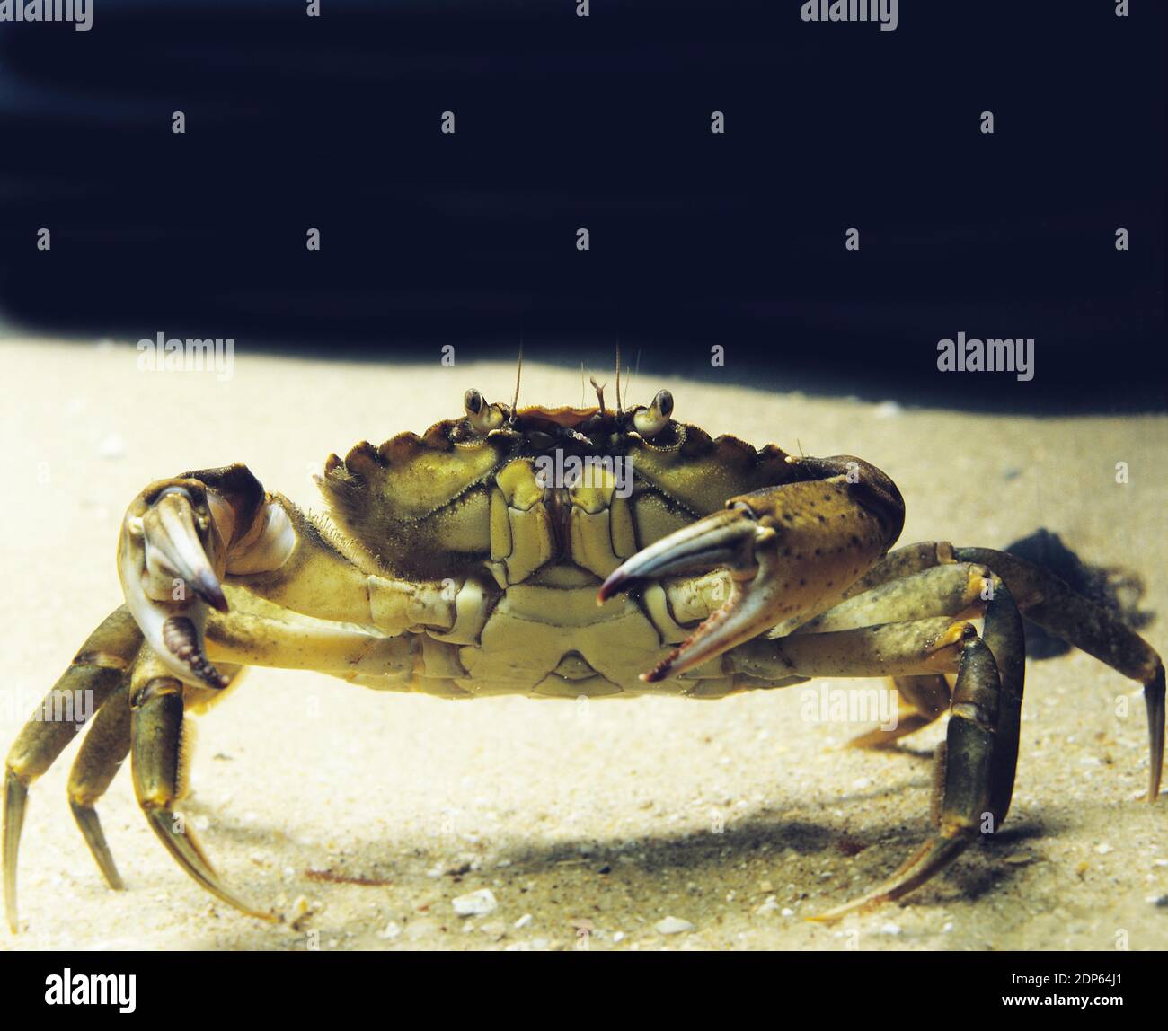 European Shore Crab, carcinus maenas Stock Photo - Alamy