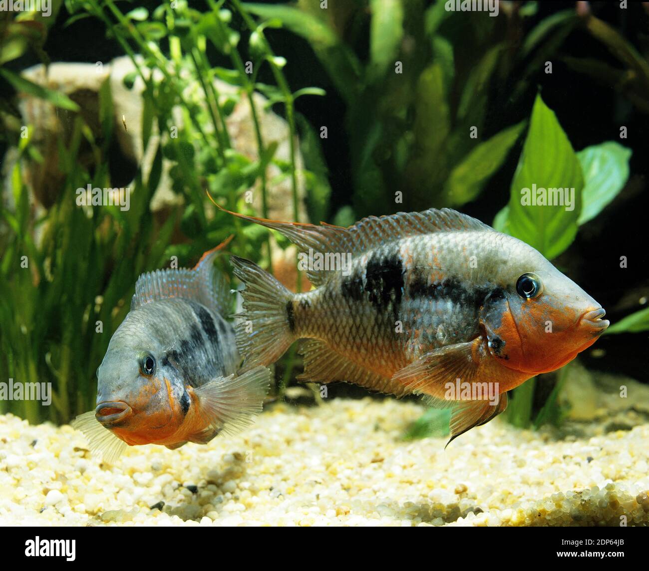 Firemouth hi-res stock photography and images - Alamy