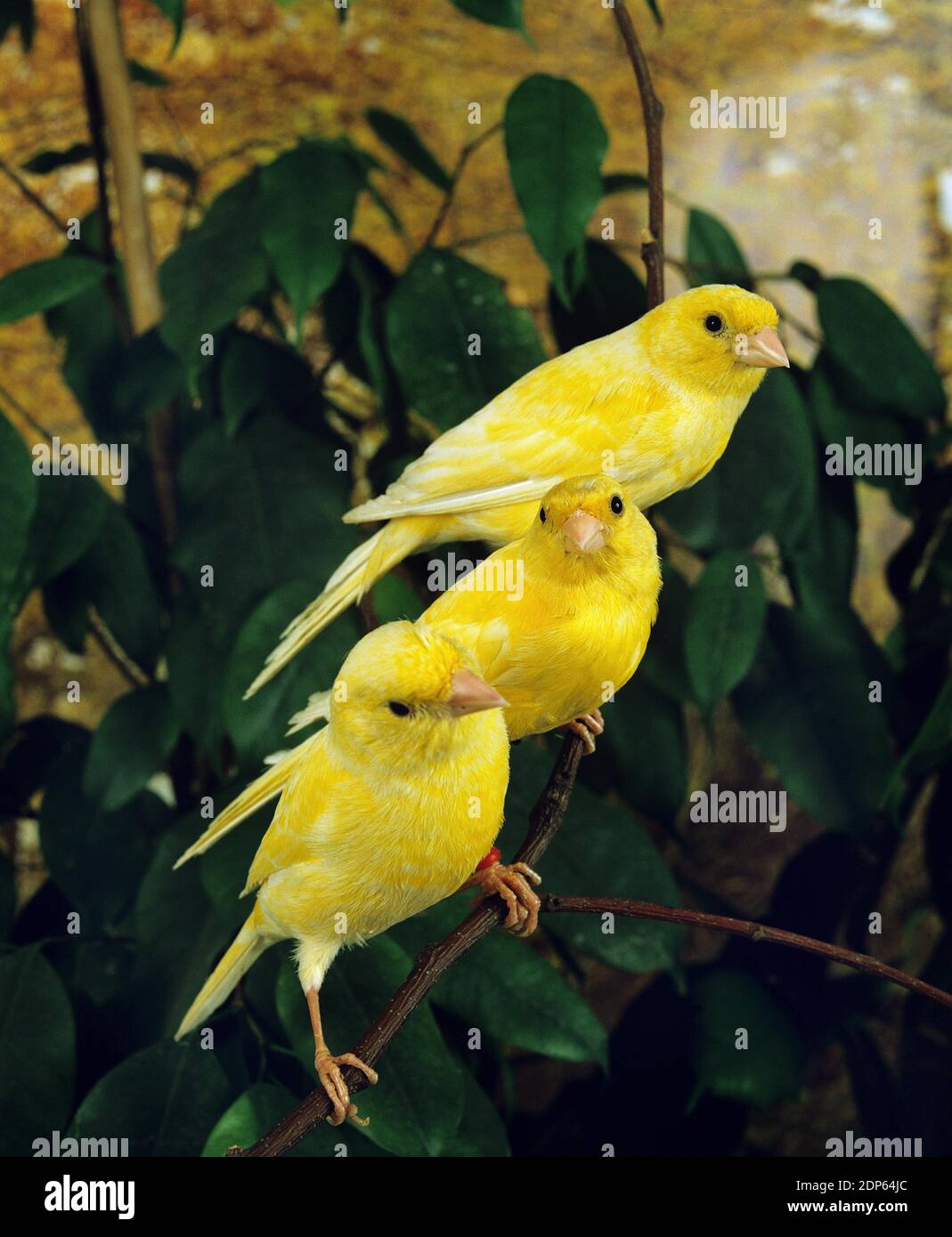 Yellow Canaries, serinus canaria Stock Photo - Alamy