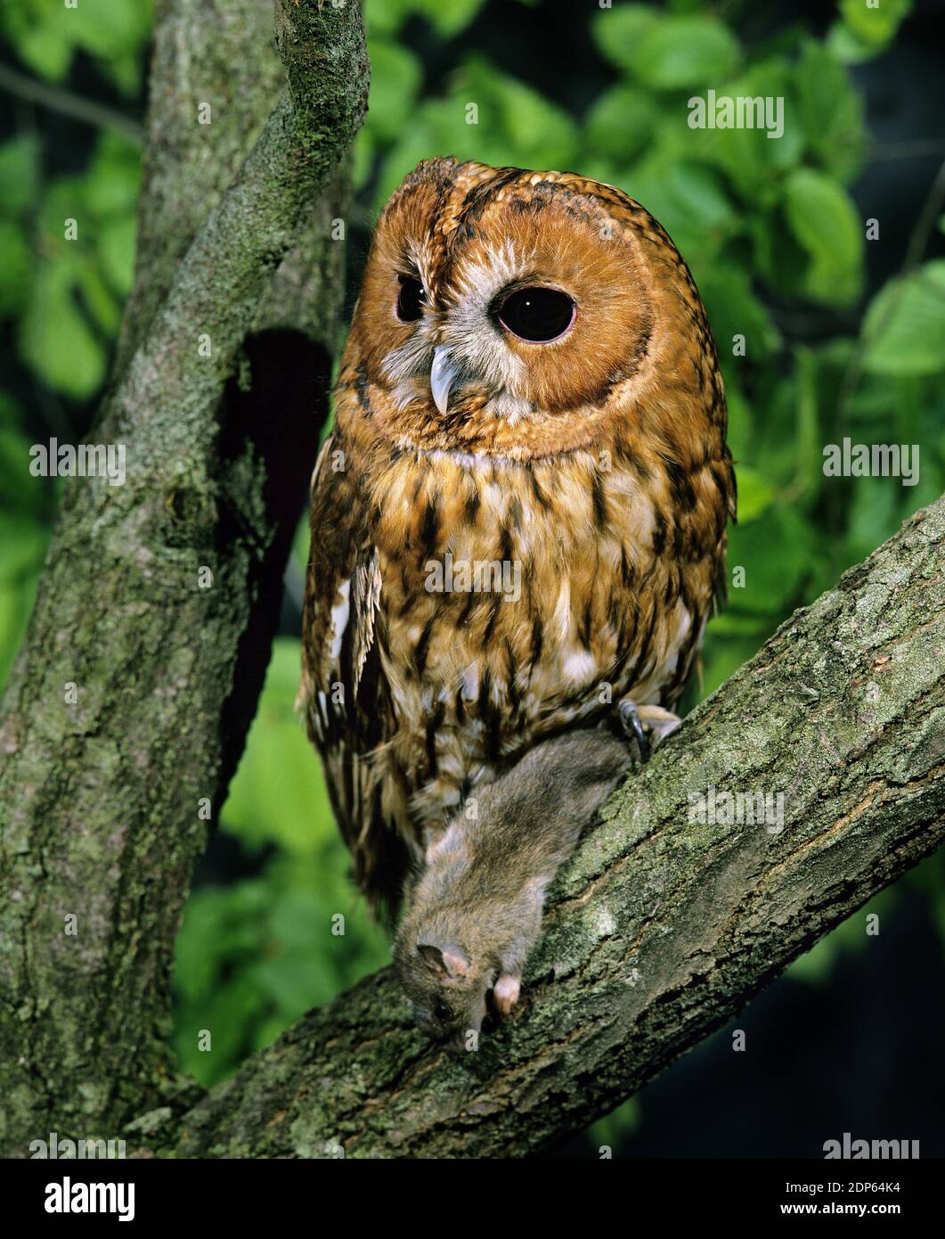 Eurasian Tawny Owl, strix aluco with a Prey, a house mouse Stock Photo ...