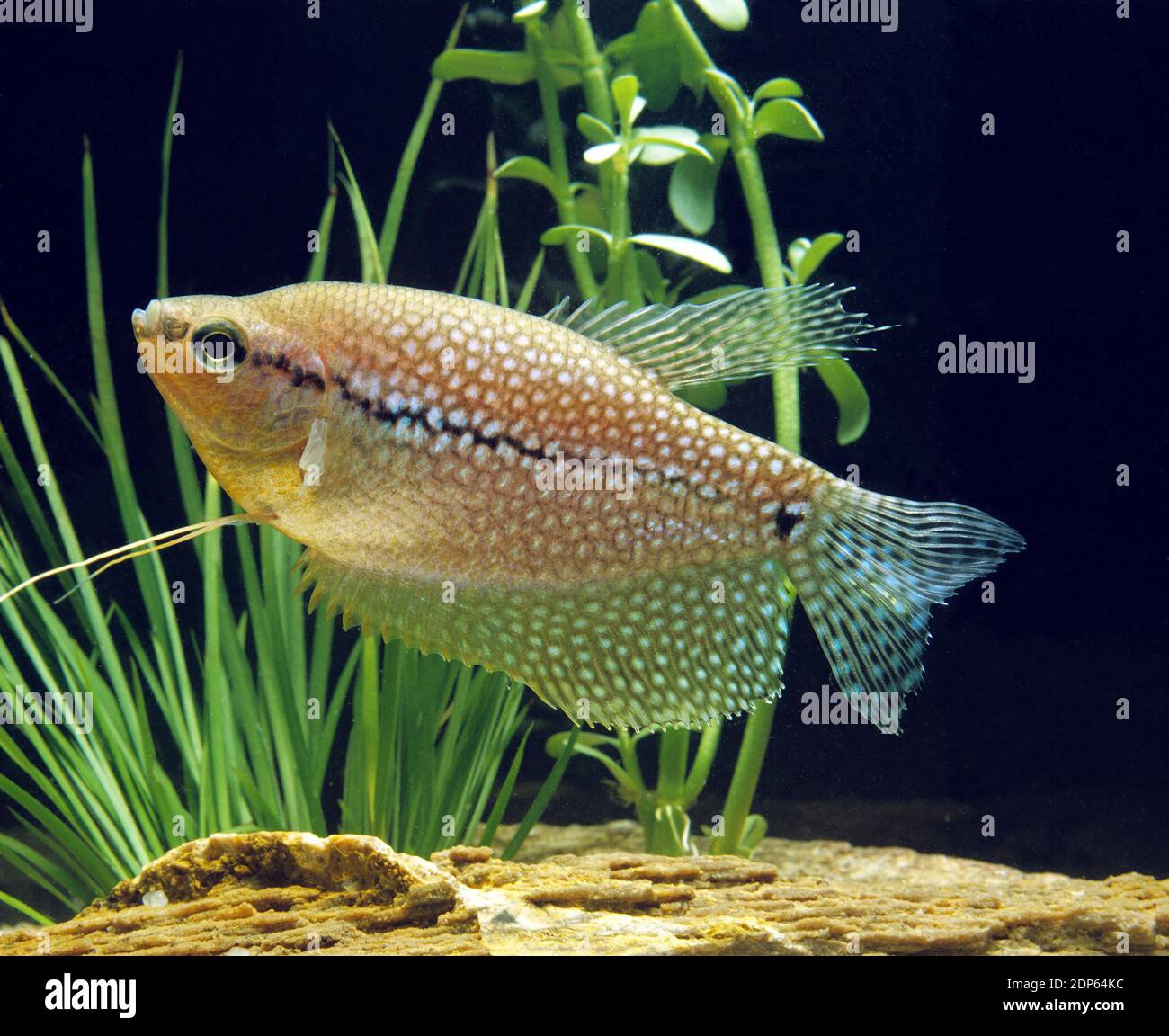 With pearl gourami hi-res stock photography and images - Alamy