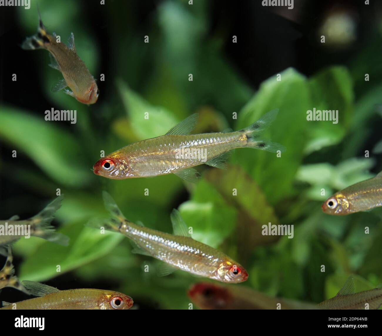 Rummy Nose Rasbora