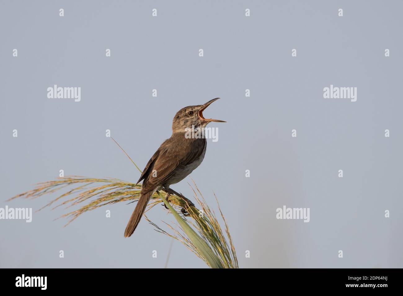 Indian Reed Warbler High Resolution Stock Photography and Images - Alamy