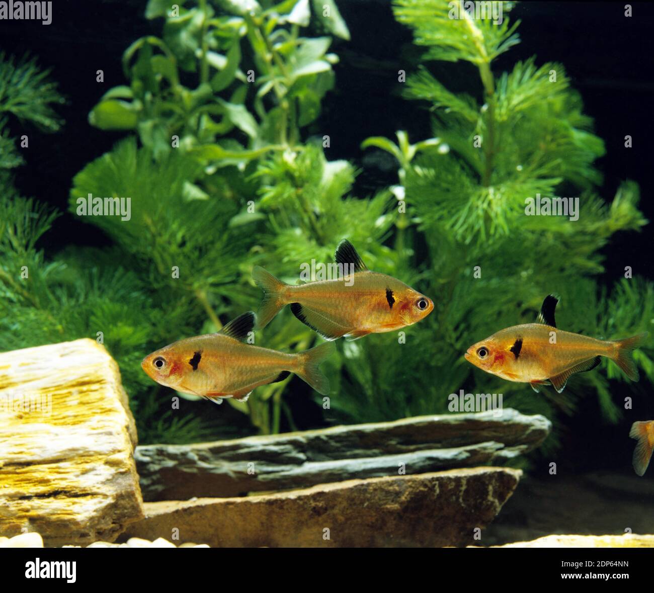 Serpae Tetra, hyphessobrycon serpae Stock Photo - Alamy
