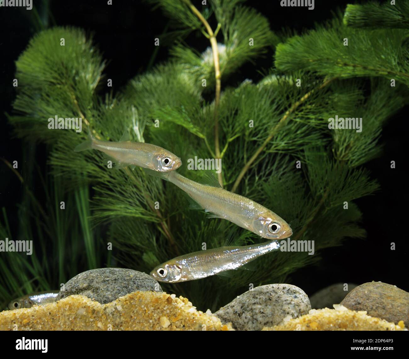 Leucaspius delineatus hi-res stock photography and images - Alamy