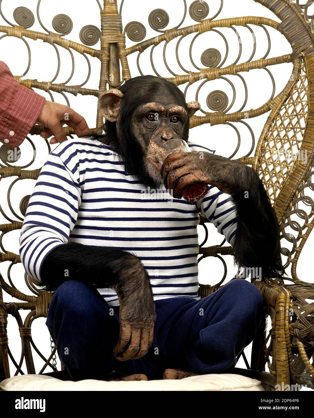 Cute Chimpanzee With Clothes On