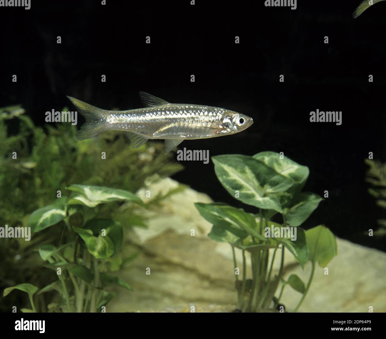 Sunbleak, leucaspius delineatus Stock Photo - Alamy