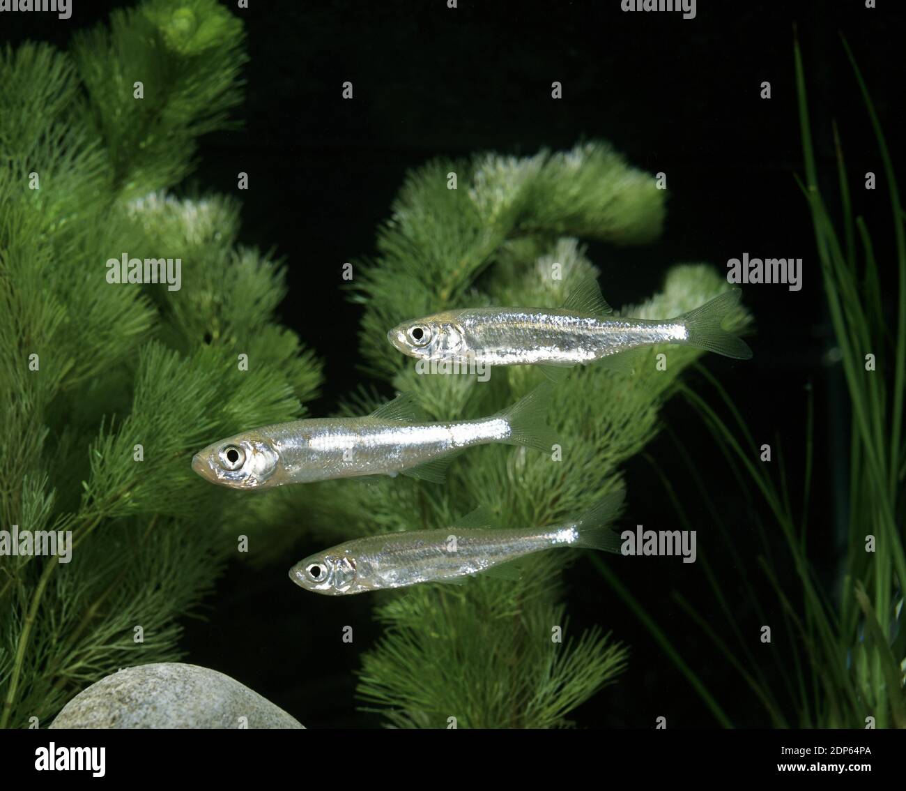Leucaspius Delineatus High Resolution Stock Photography and Images - Alamy