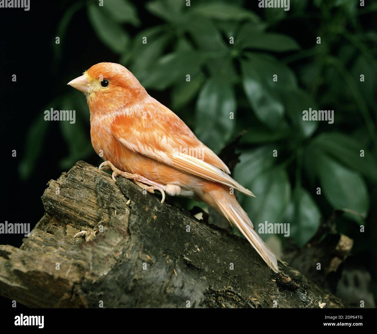 Red Canary, serinus canaria Stock Photo - Alamy