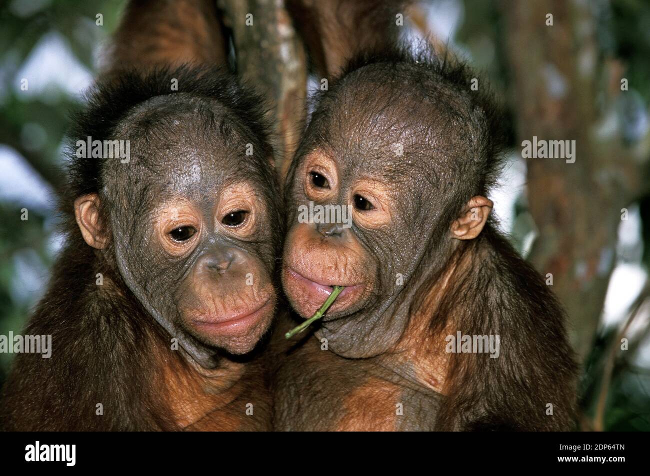 Orang Utan, pongo pygmaeus, Portrait of Youngs with Funny Face, Borneo ...