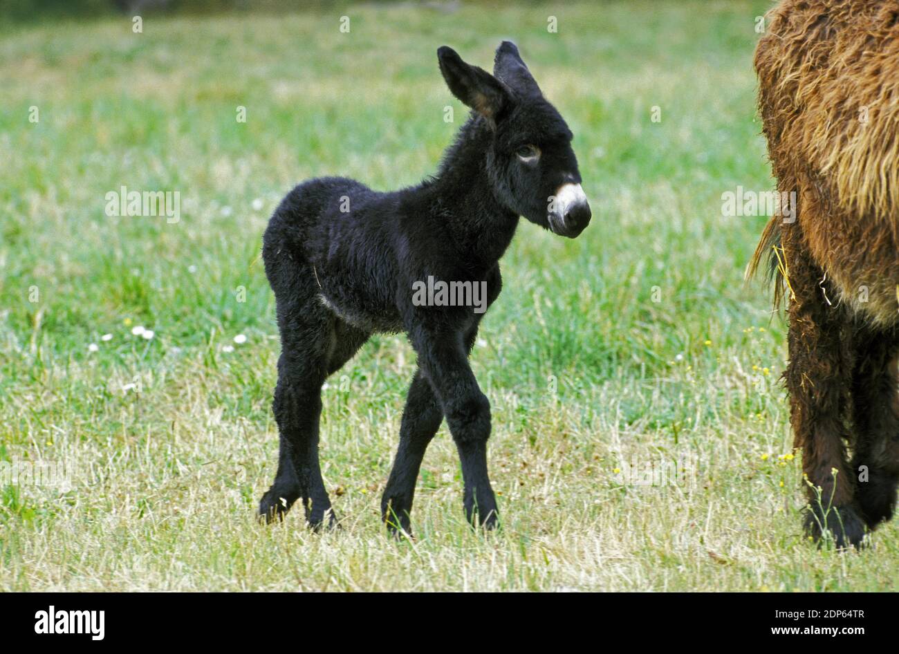 Poitou Donkey or The Baudet du Poitou, a French Breed, Foal Stock Photo ...
