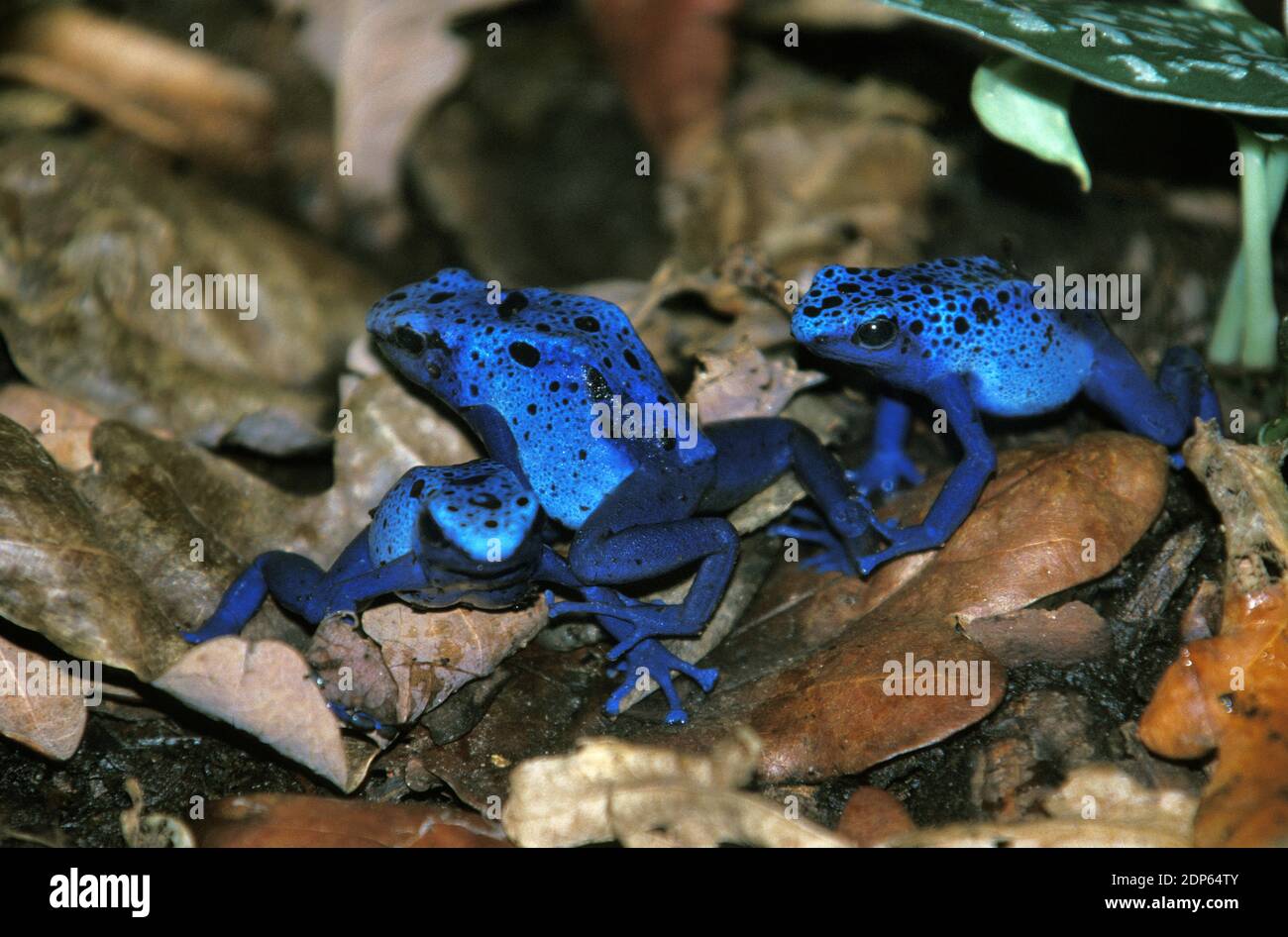 Blue Poison Frog, dendrobates azureus Stock Photo - Alamy