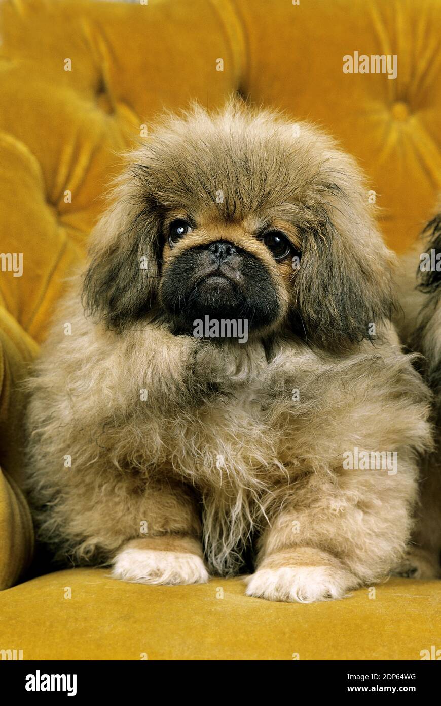 Pekinese Dog, Pup sitting Stock Photo - Alamy
