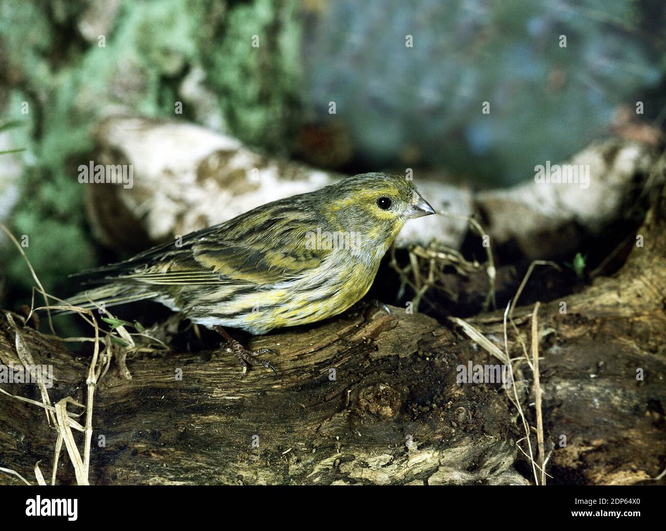 European Serin, serinus serinus Stock Photo - Alamy