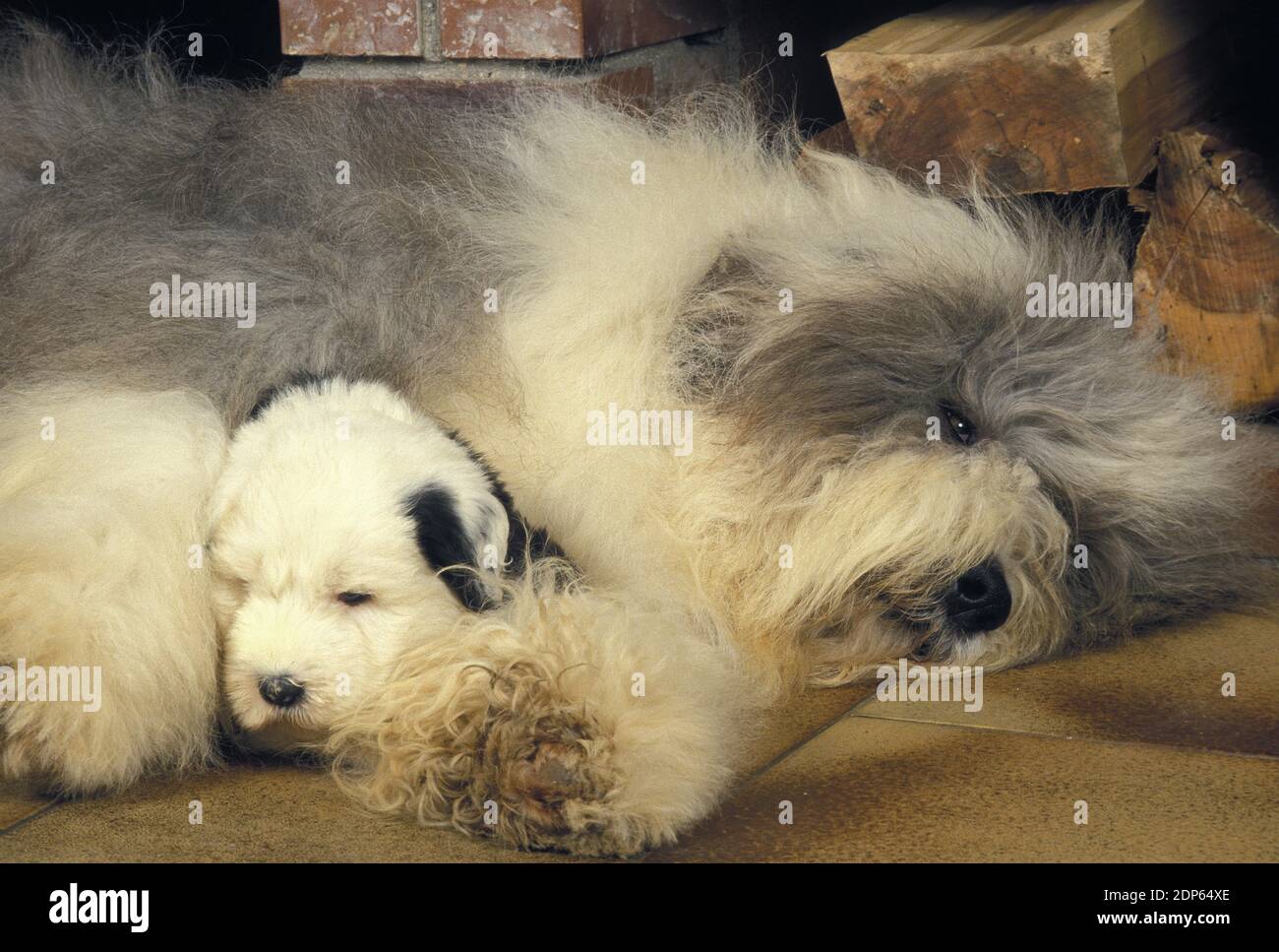 Yourdog Bobtail Pup 12 KG