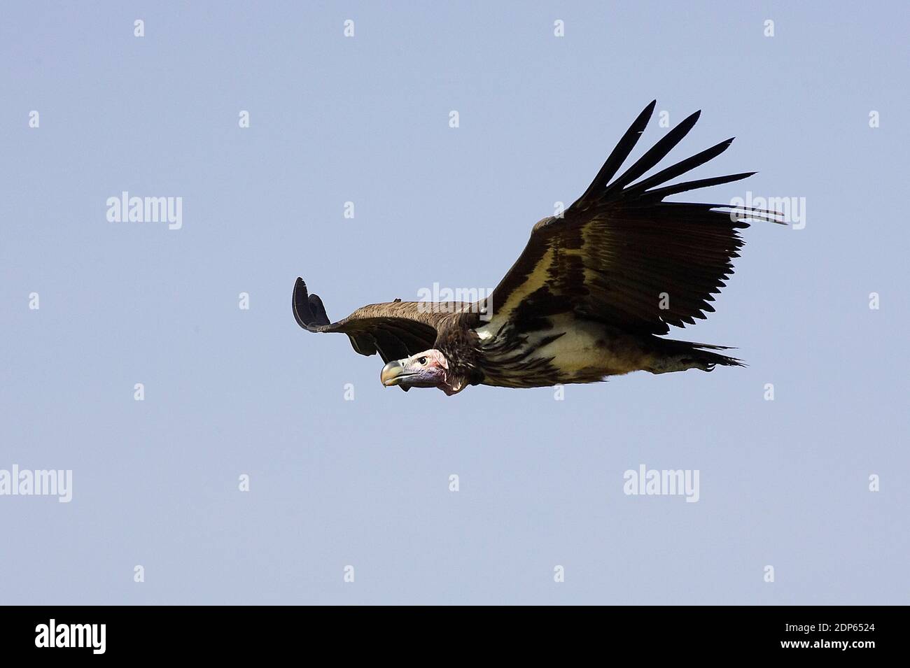 Lappet Faced Vulture Flying