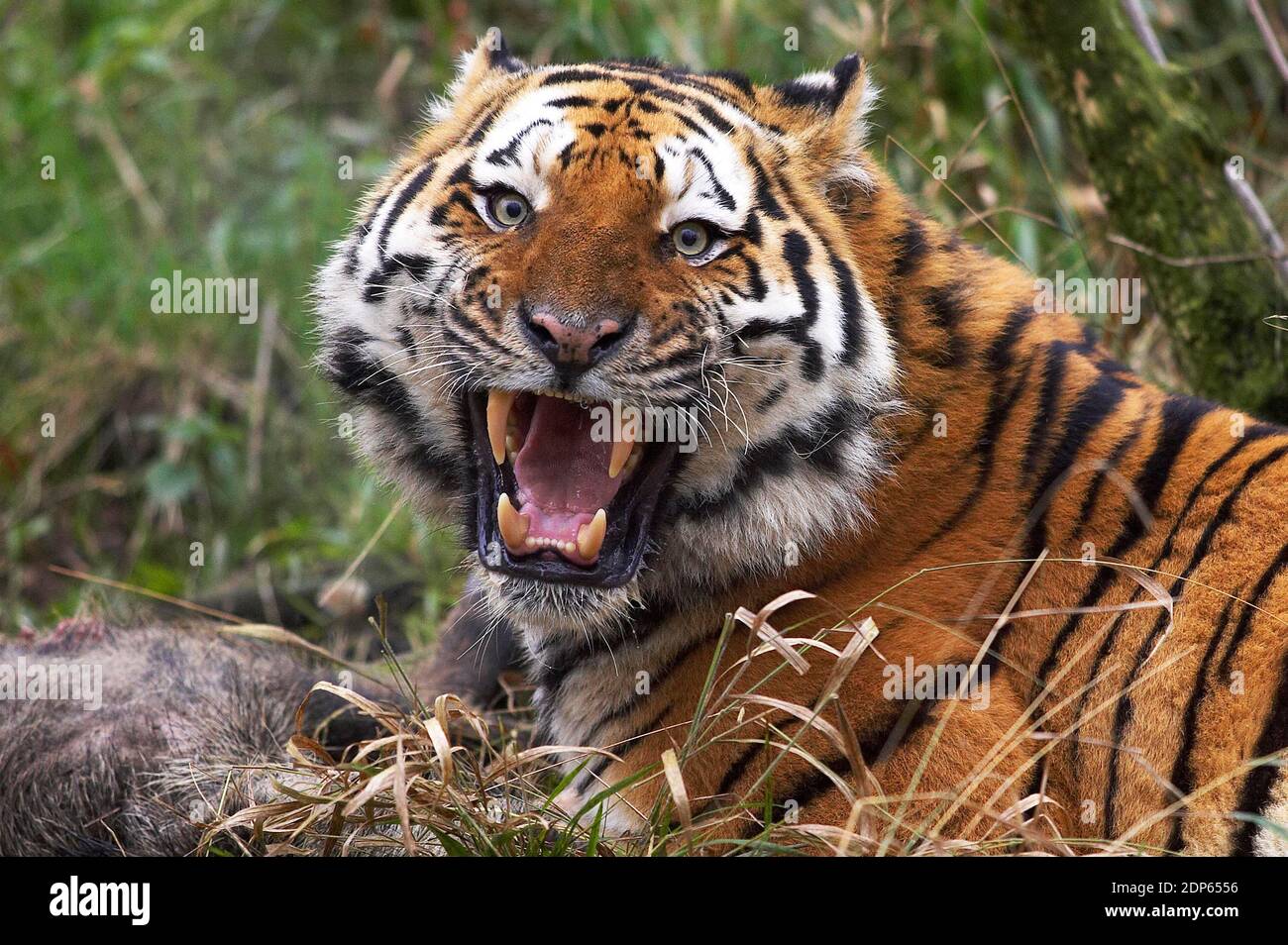 Siberian Tiger, panthera tigris altaica, Adult with a Kill, Snarling in Defensive Posture Stock ...