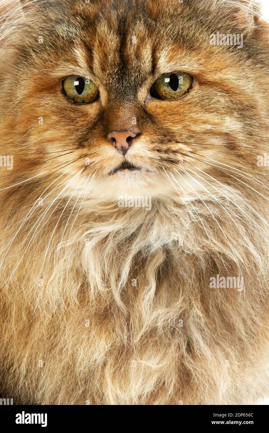 Tortoiseshell Persian Domestic Cat, Portrait of Female Stock Photo - Alamy