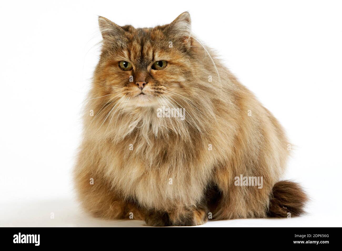 Tortoiseshell persian cats hi-res stock photography and images - Alamy