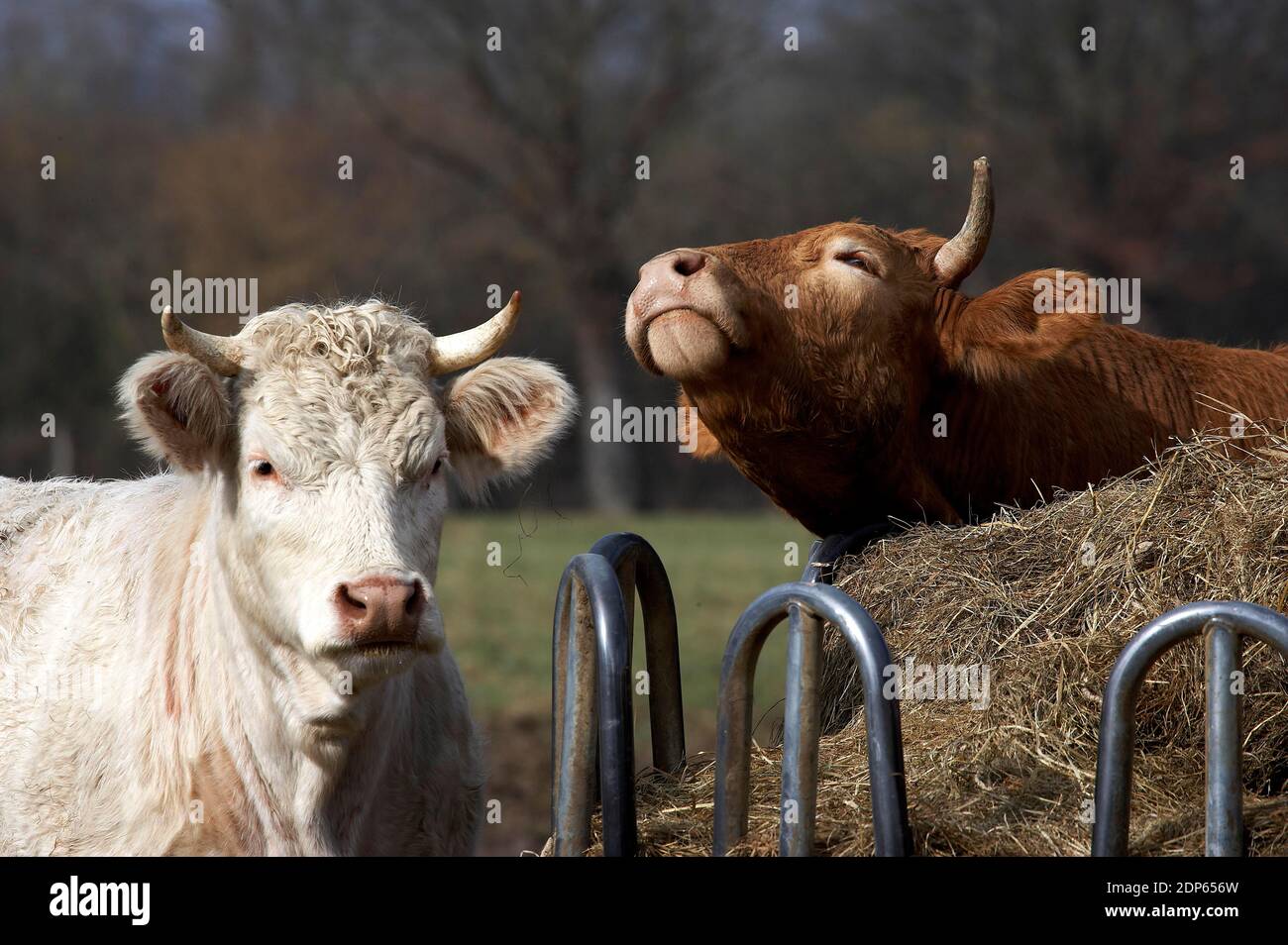 Charolais and Limousin Domestic Cattle in Normandy Stock Photo - Alamy