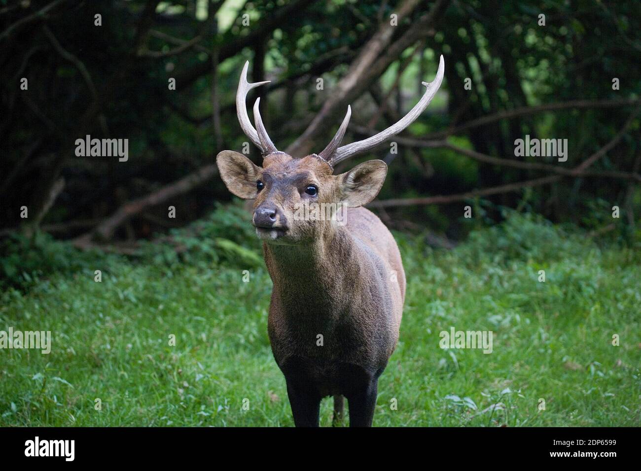 Hog Deer, axis porcinus, Male Stock Photo - Alamy