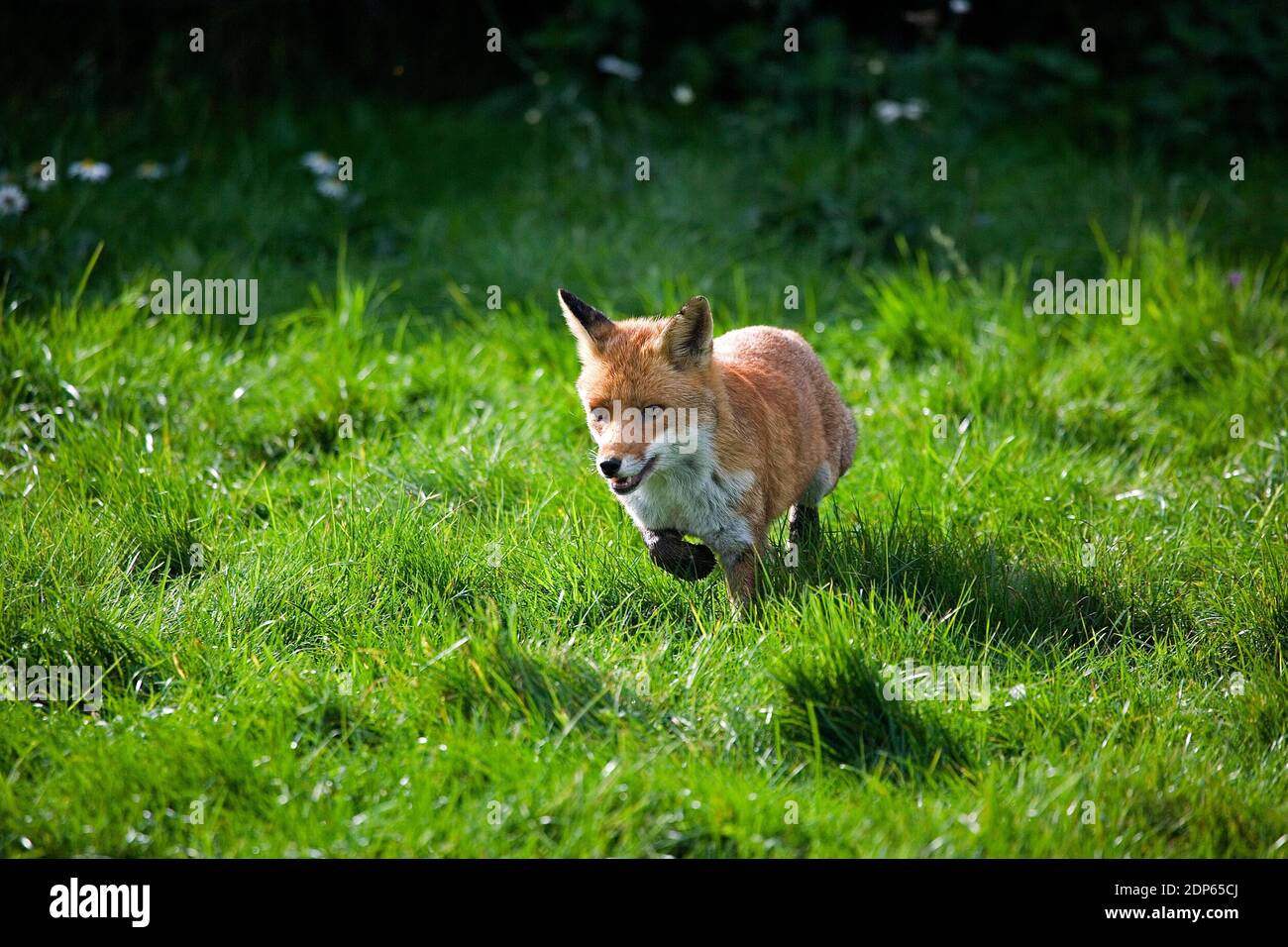 Red Fox, vulpes vulpes, Adult running, Normandy Stock Photo - Alamy