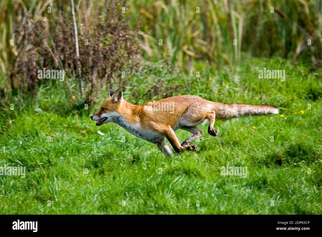 Red Fox, vulpes vulpes, Adult running, Normandy Stock Photo - Alamy