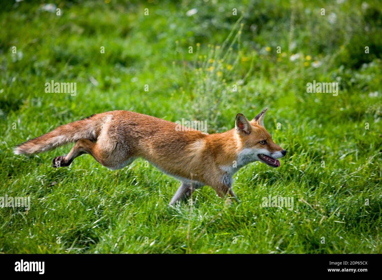 Red Fox, vulpes vulpes, Adult running, Normandy Stock Photo - Alamy