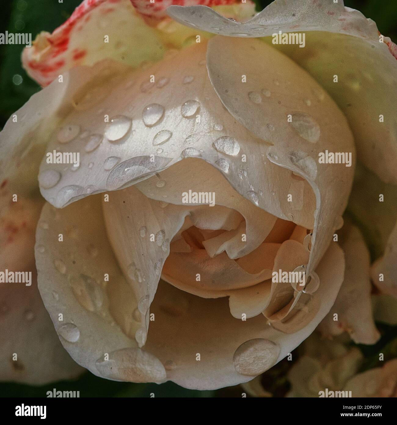 A macro shot of a white rose with water droplets. Wet petals Stock ...