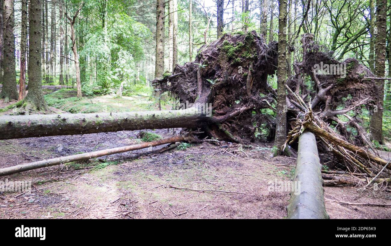 Fallen tree in woods Stock Photo - Alamy