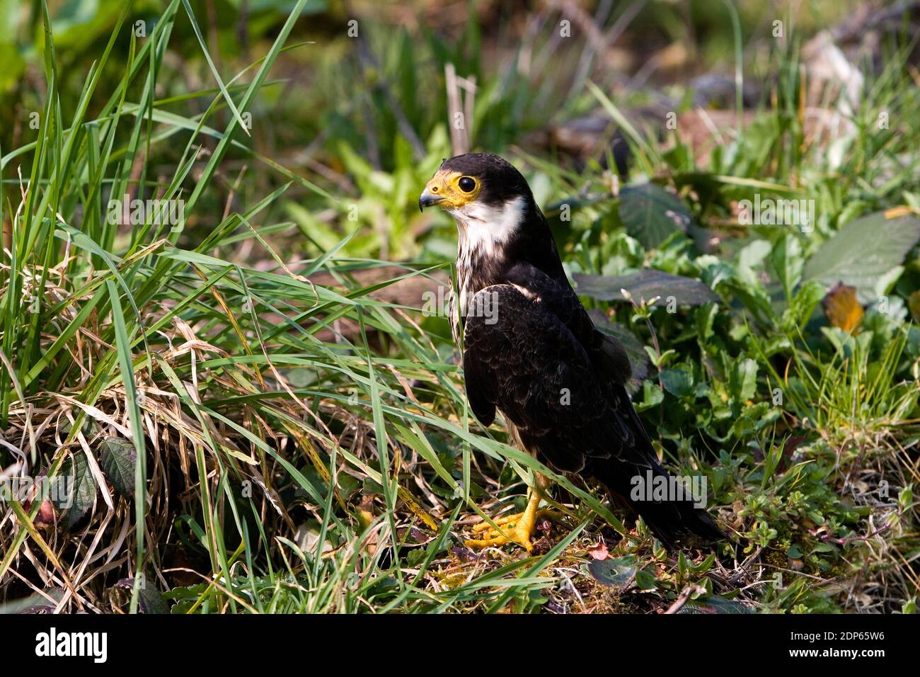 Eurasian Hobby, falco subbuteo, Normandy Stock Photo - Alamy