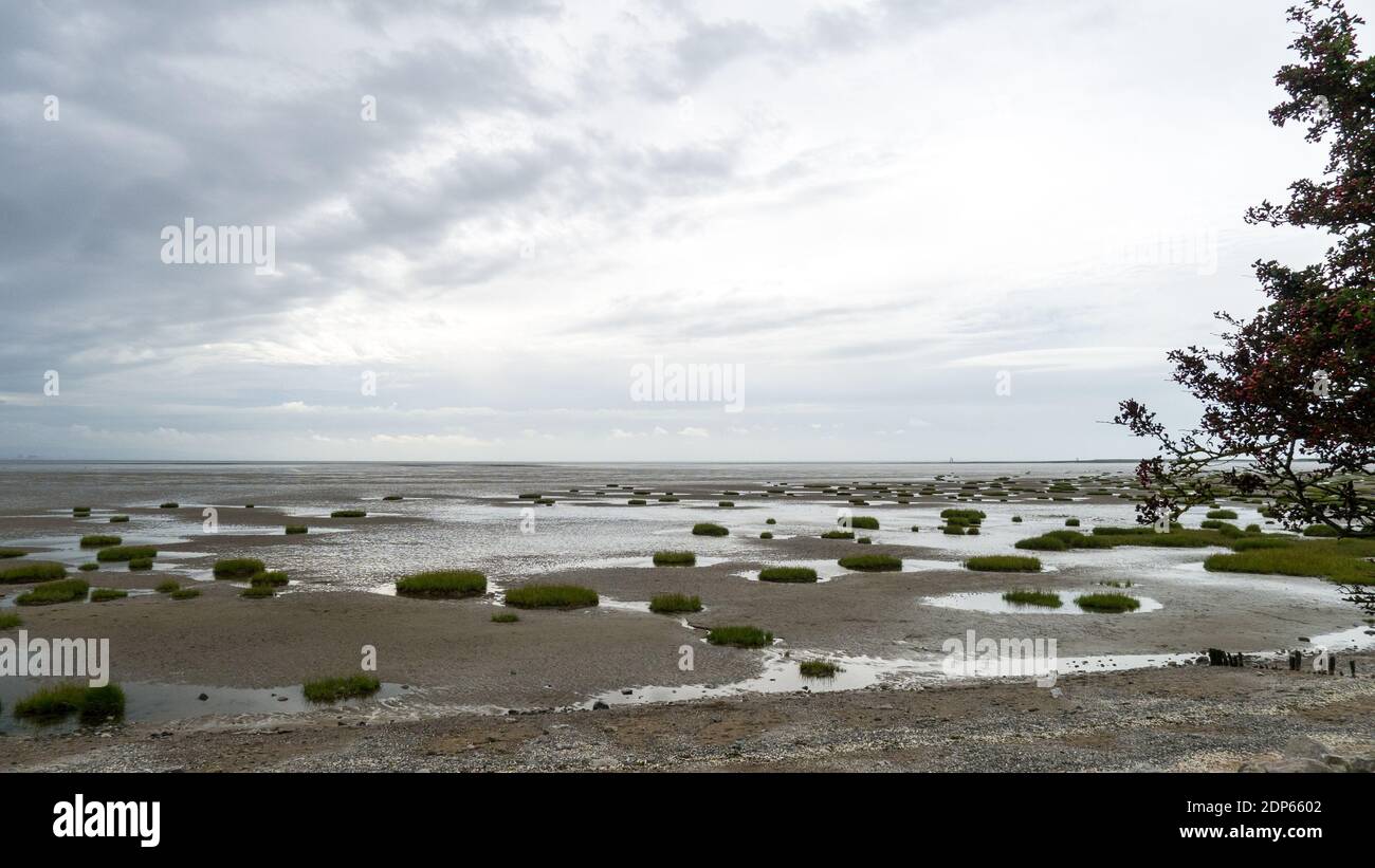 Tussocks of common cordgrass on salt marsh mud flats at Morecambe Bay ... Tussocks of common cordgrass on salt marsh mud flats at Morecambe Bay ...