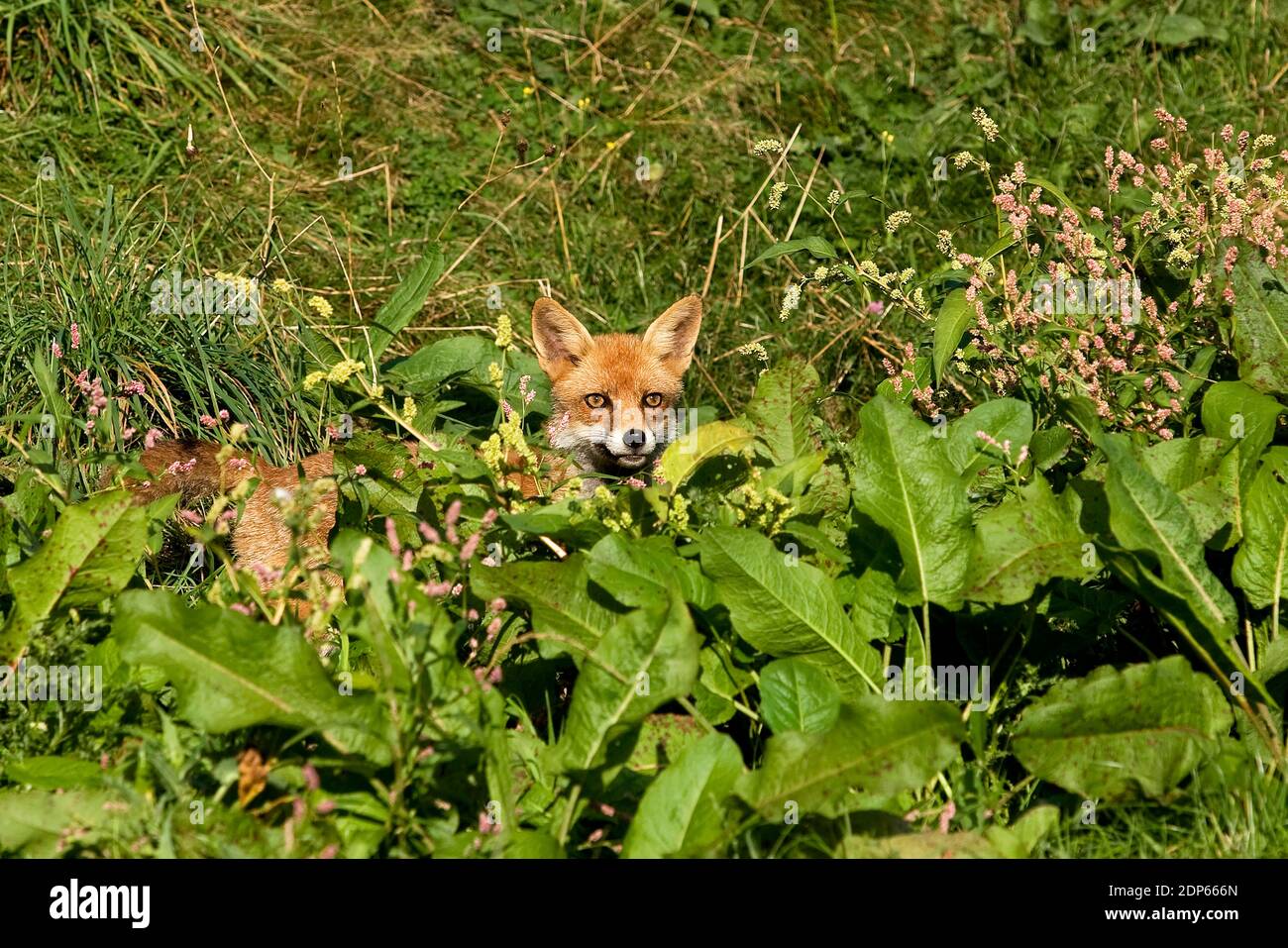 Red Fox, vulpes vulpes, Adult camouflaged, Normandy Stock Photo - Alamy