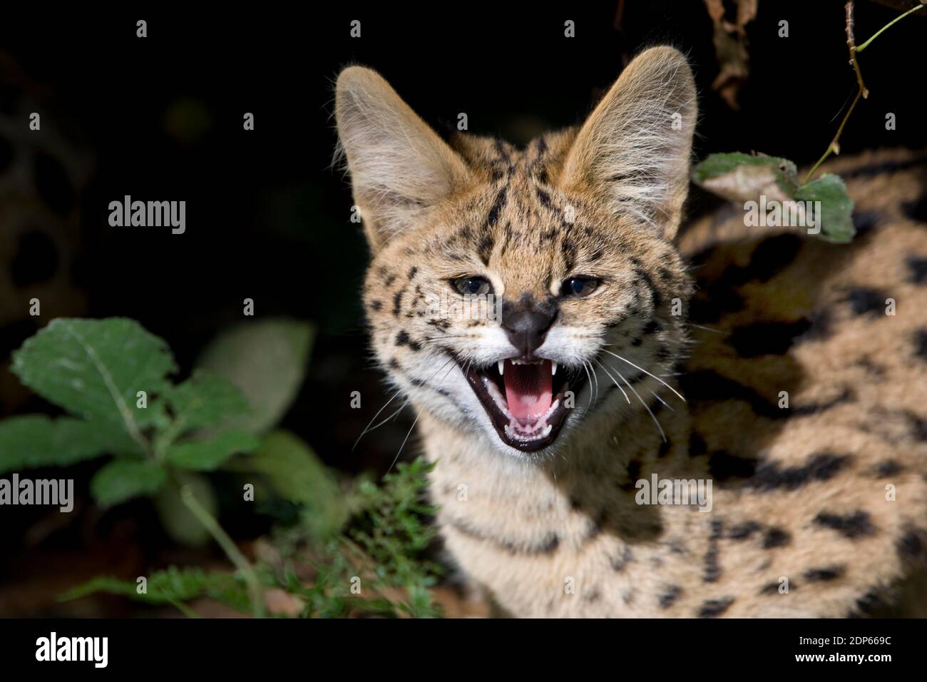 Portrait of Serval, leptailurus serval, Young Snarling Stock Photo - Alamy