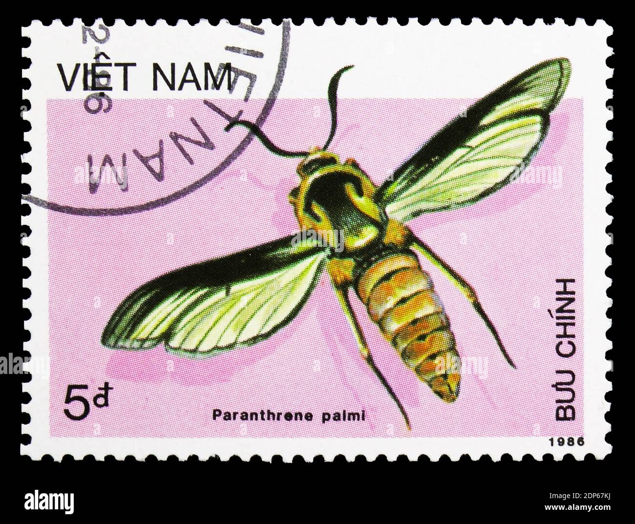 Moth paranthrene palmi insect hi-res stock photography and images - Alamy