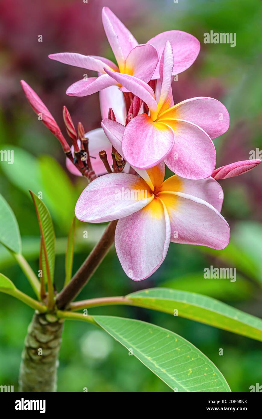 Frangipani tree plumeria rubra hi-res stock photography and images - Alamy
