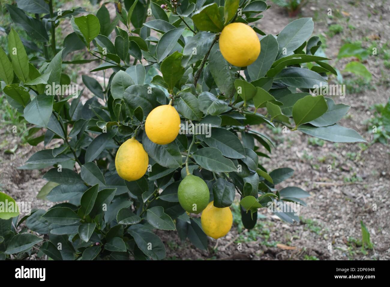 A selective focus shot of lemons growing on a lemon tree Stock Photo ...