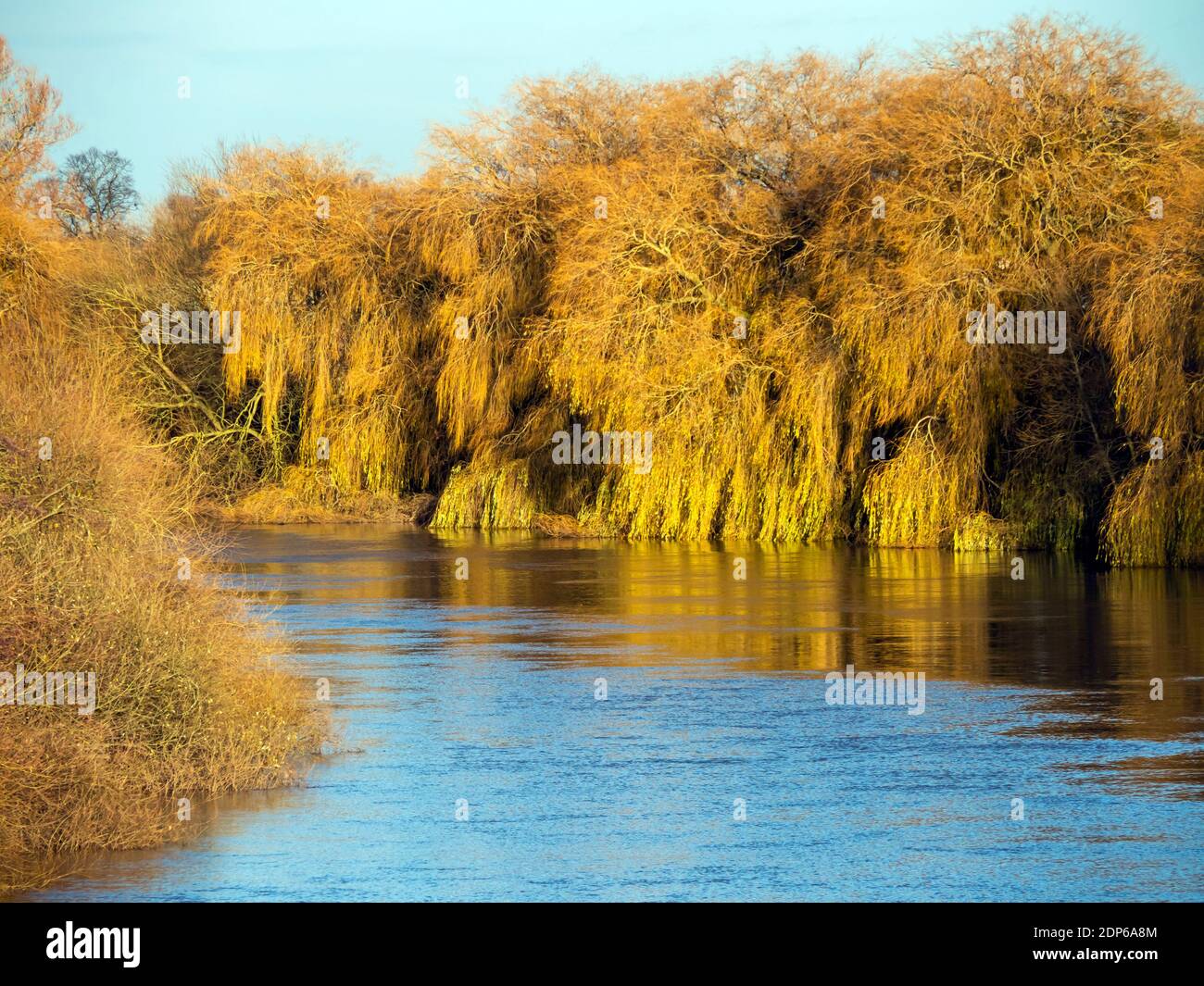 Golden afternoon light on weeping willow trees beside the River Ouse ...