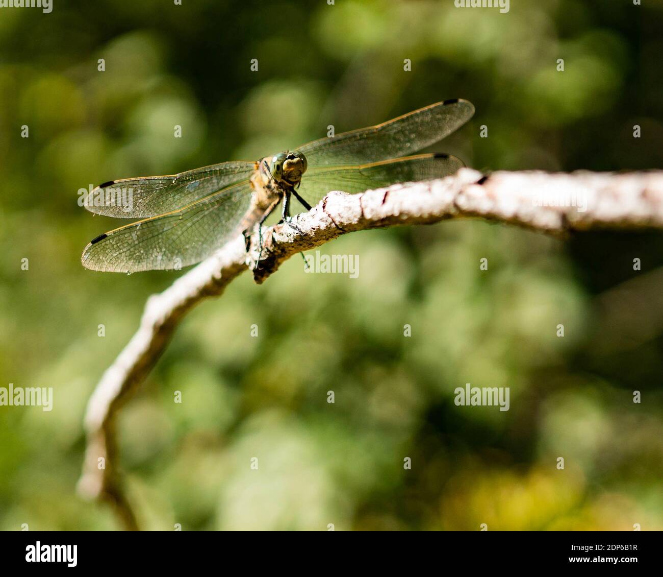 A close up shot of a Dragonflies on a tree branch on a blurry ...