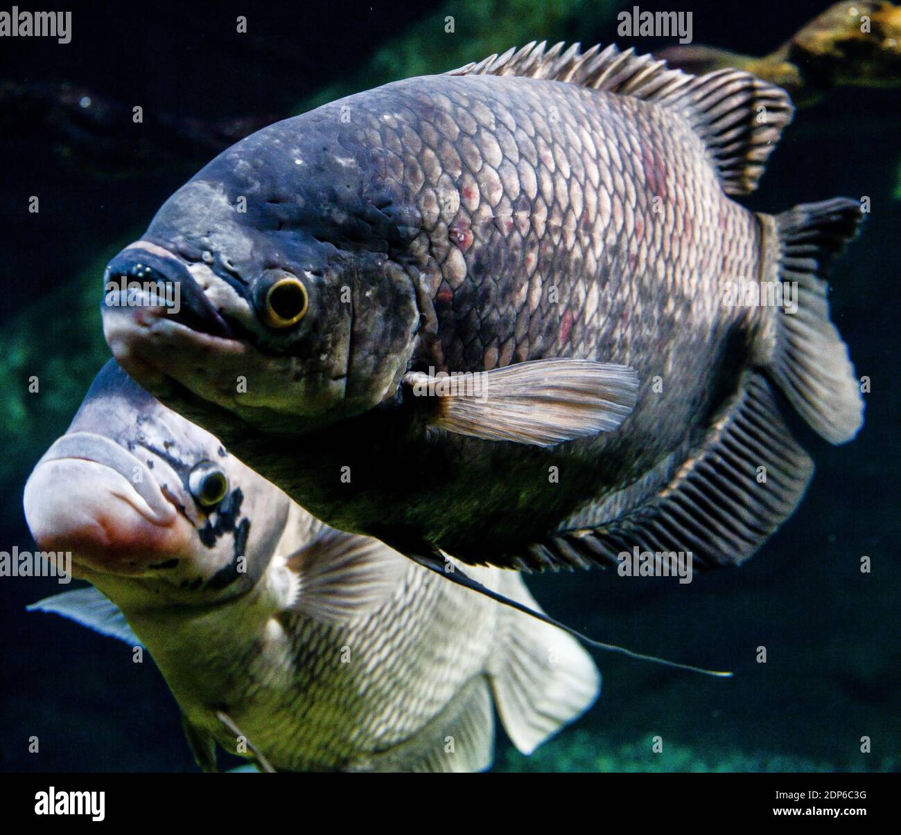 A closeup of funny piranha fish - underwater life Stock Photo - Alamy