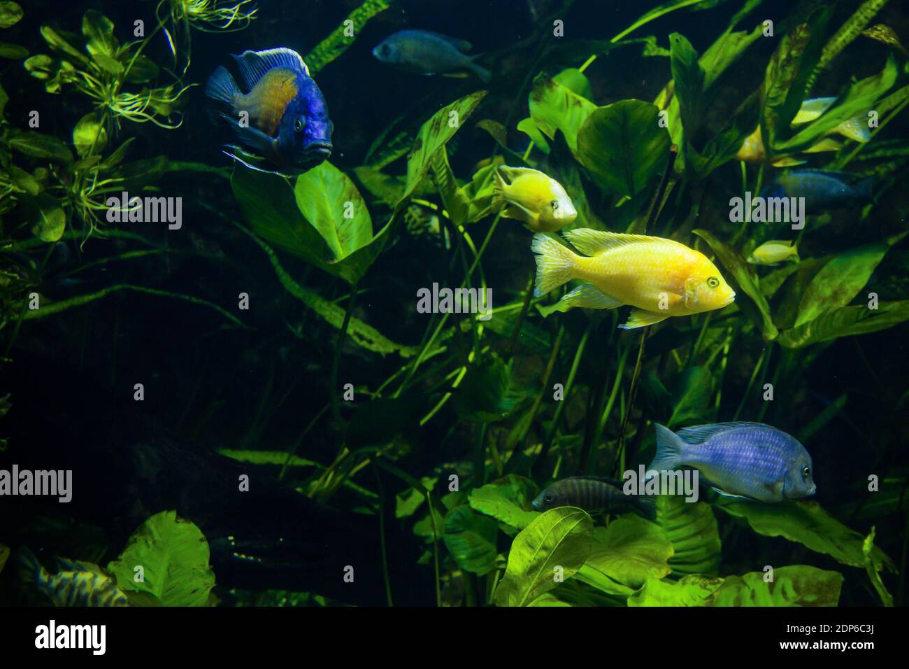 A beautiful shot of yellow and blue cichlid fish - underwater life ...